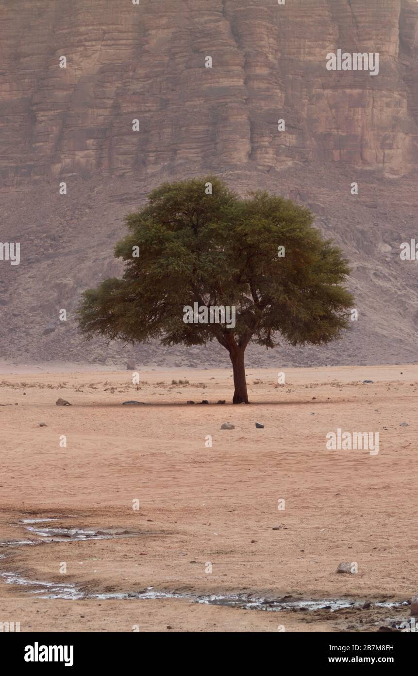 Single tree in the red desert of wadi rum hi-res stock photography and ...