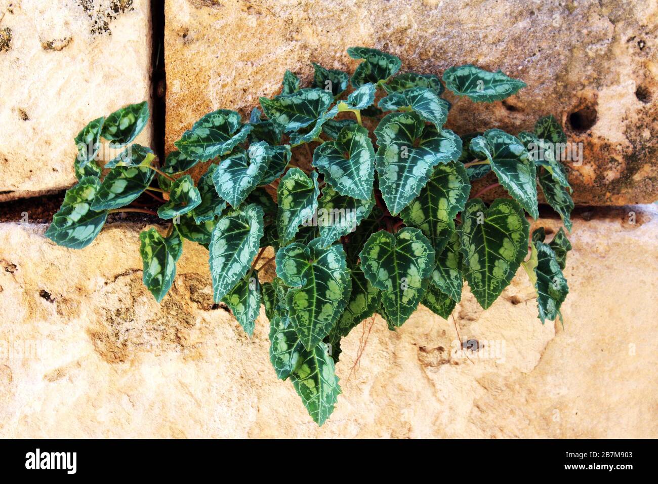 See through brick wall hi-res stock photography and images - Alamy