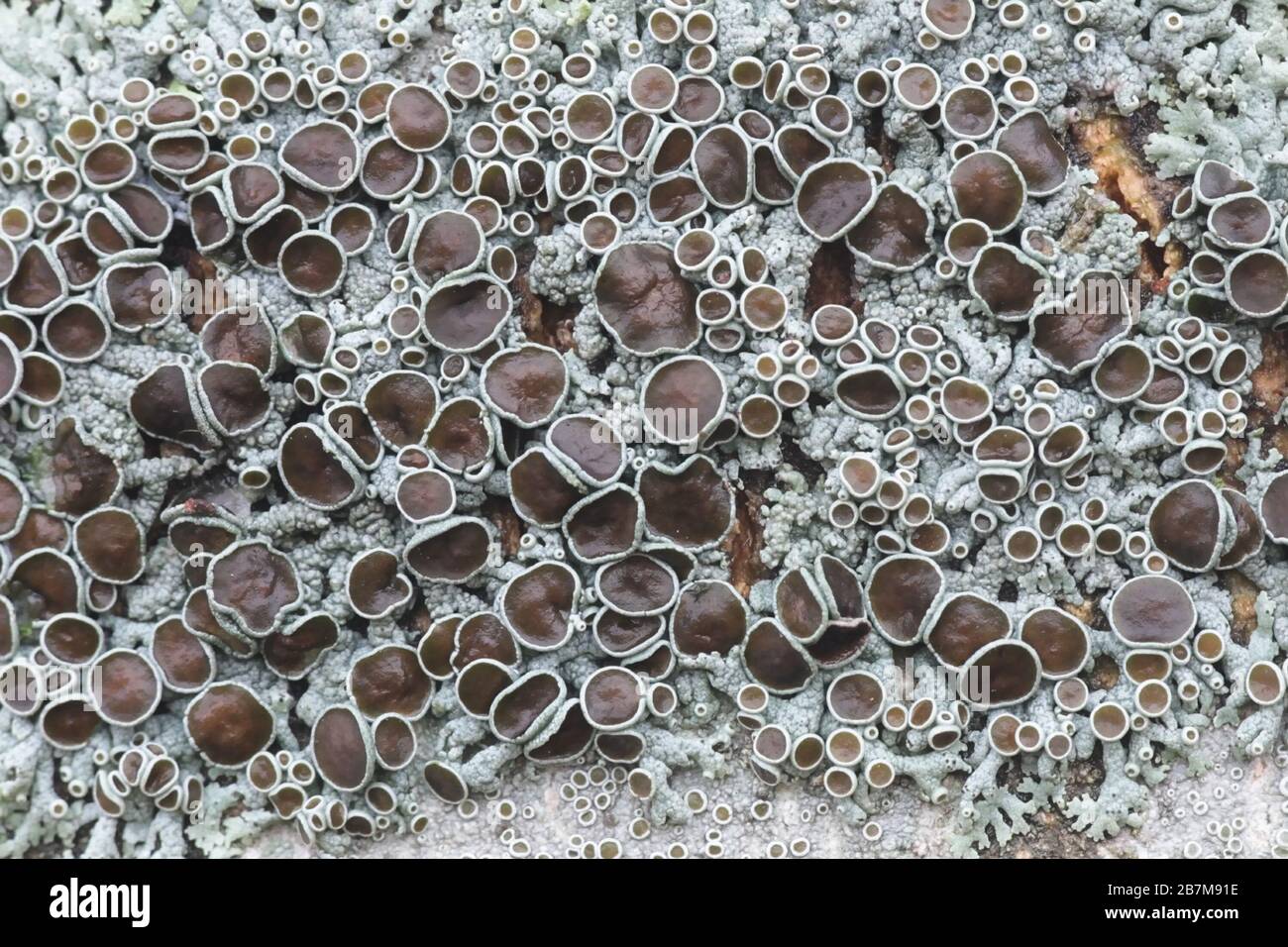 Lichenized hi-res stock photography and images - Alamy