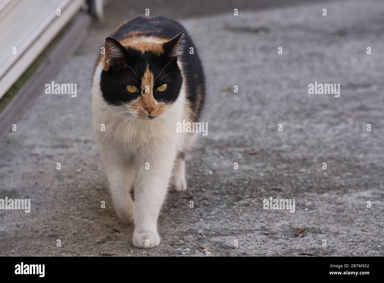 Feral tom cat hi-res stock photography and images - Alamy