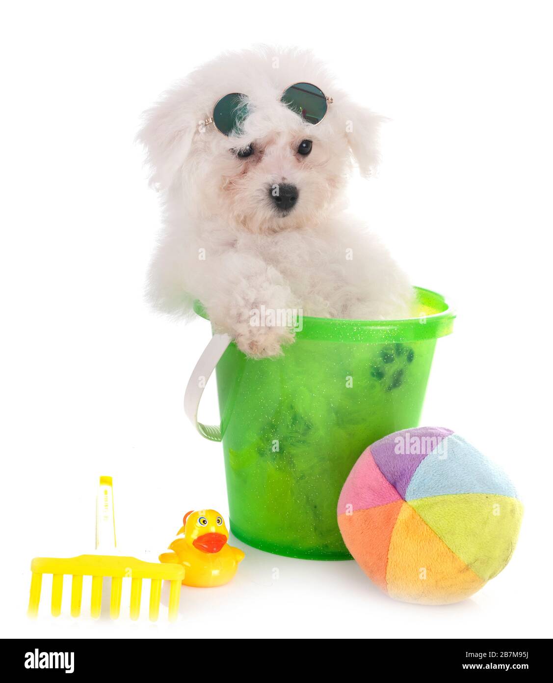 young Bichon Frise in front of white background Stock Photo - Alamy