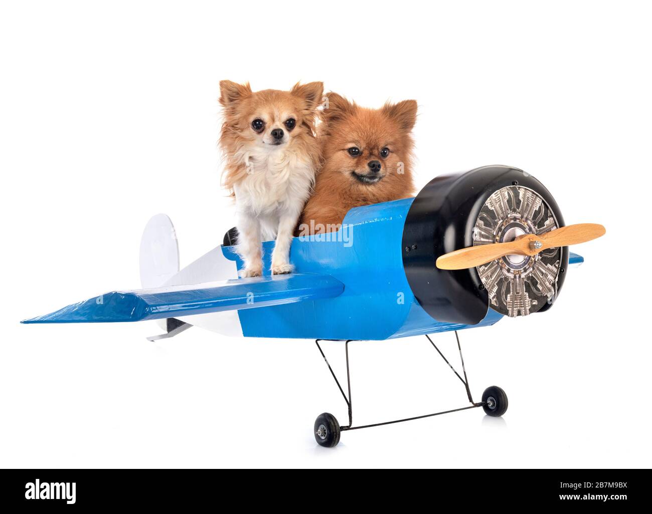 little dogs and plane in front of white background Stock Photo - Alamy