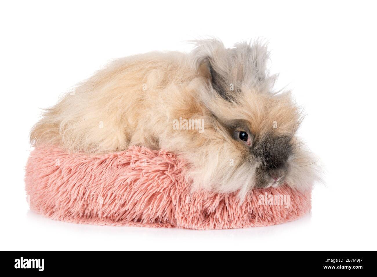 English Angora in front of white background Stock Photo - Alamy