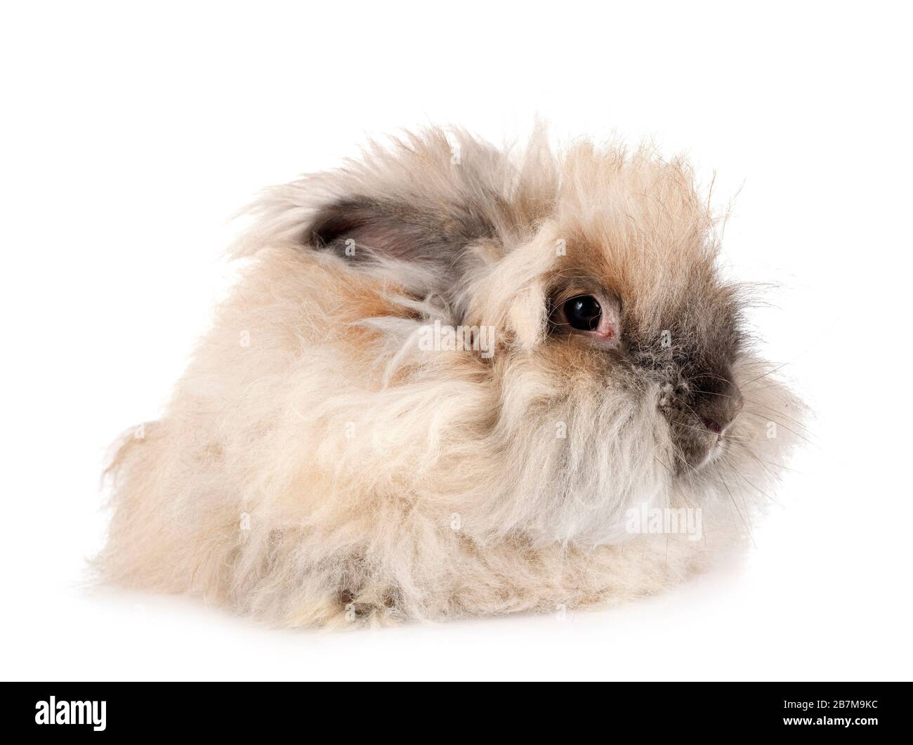 English Angora in front of white background Stock Photo - Alamy