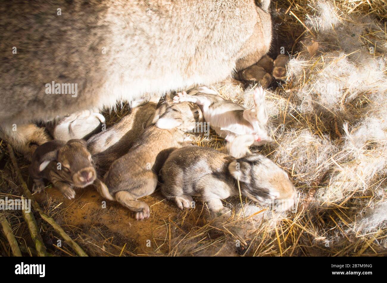 domestic rabbit, straw bedding in hutch, bunny, kit, kitten, four days ...