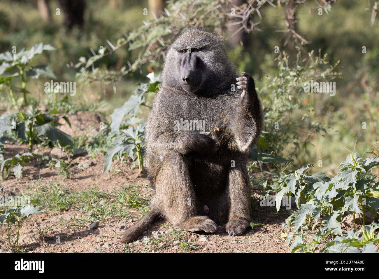 Baboon thinking hi-res stock photography and images - Alamy
