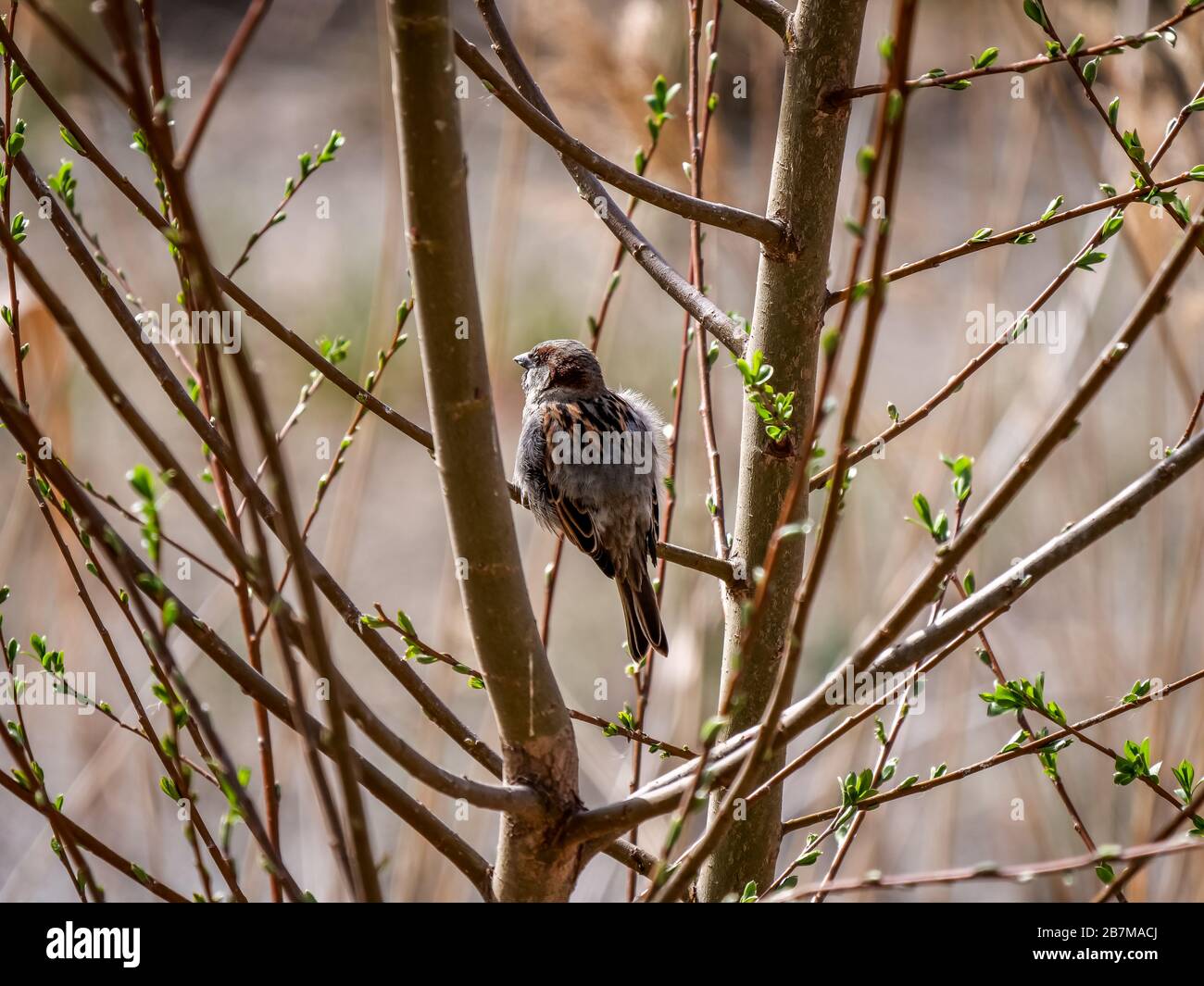 Plumage less hi-res stock photography and images - Alamy