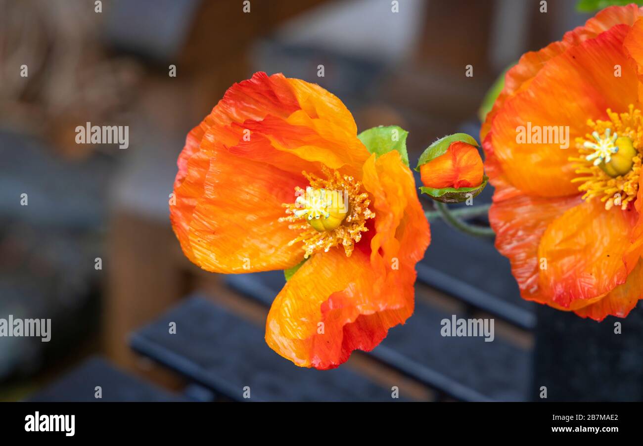 Plastic poppy hi-res stock photography and images - Alamy