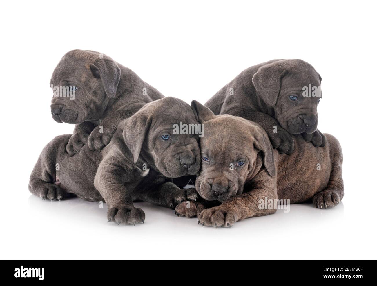 Italian mastiff puppies hi-res stock photography and images - Alamy