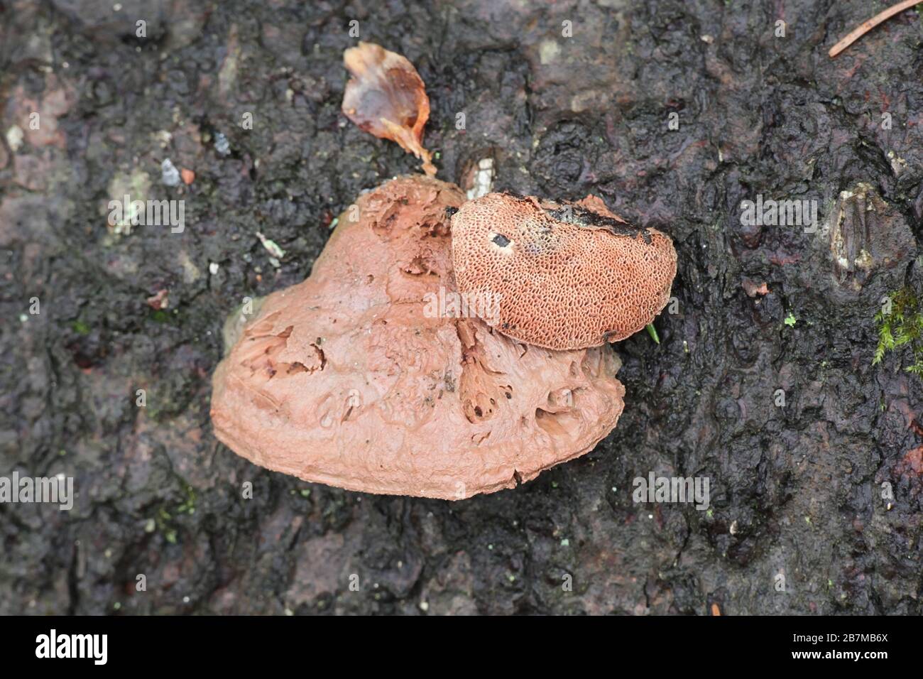 Polyporus rutilans hi-res stock photography and images - Alamy