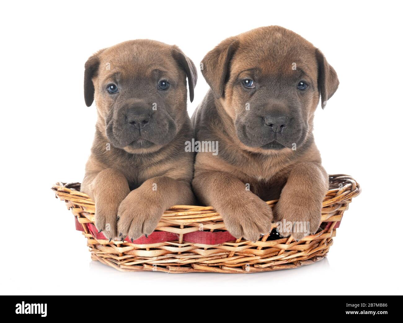 Italian mastiff puppies hi-res stock photography and images - Alamy