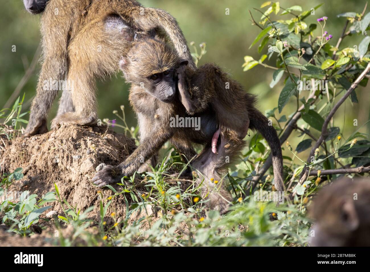 Baby baboon itching his face with his foot, in the greenery of Kenya ...