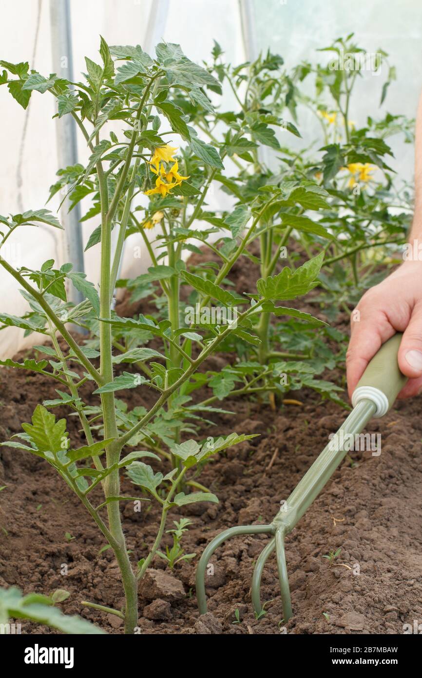 Loosening soil around young hi-res stock photography and images - Alamy