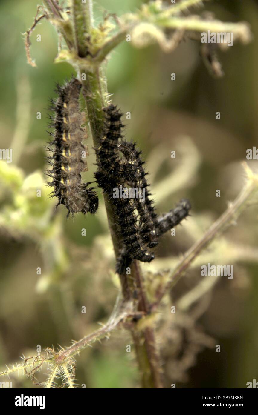 Small tortoiseshell butterfly caterpillars (Aglais urticae) on stinging ...