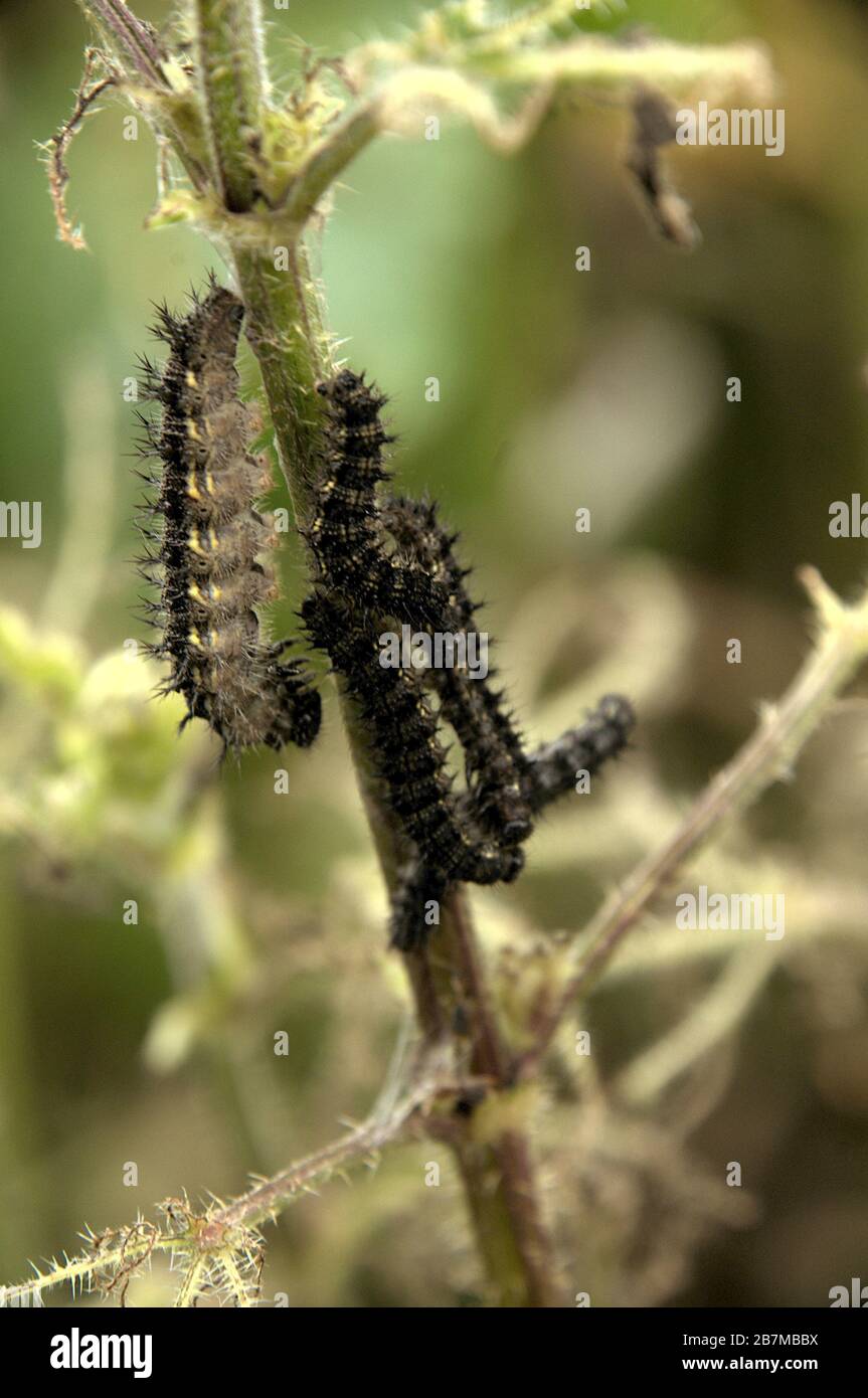 Small tortoiseshell butterfly caterpillars (Aglais urticae) on stinging ...