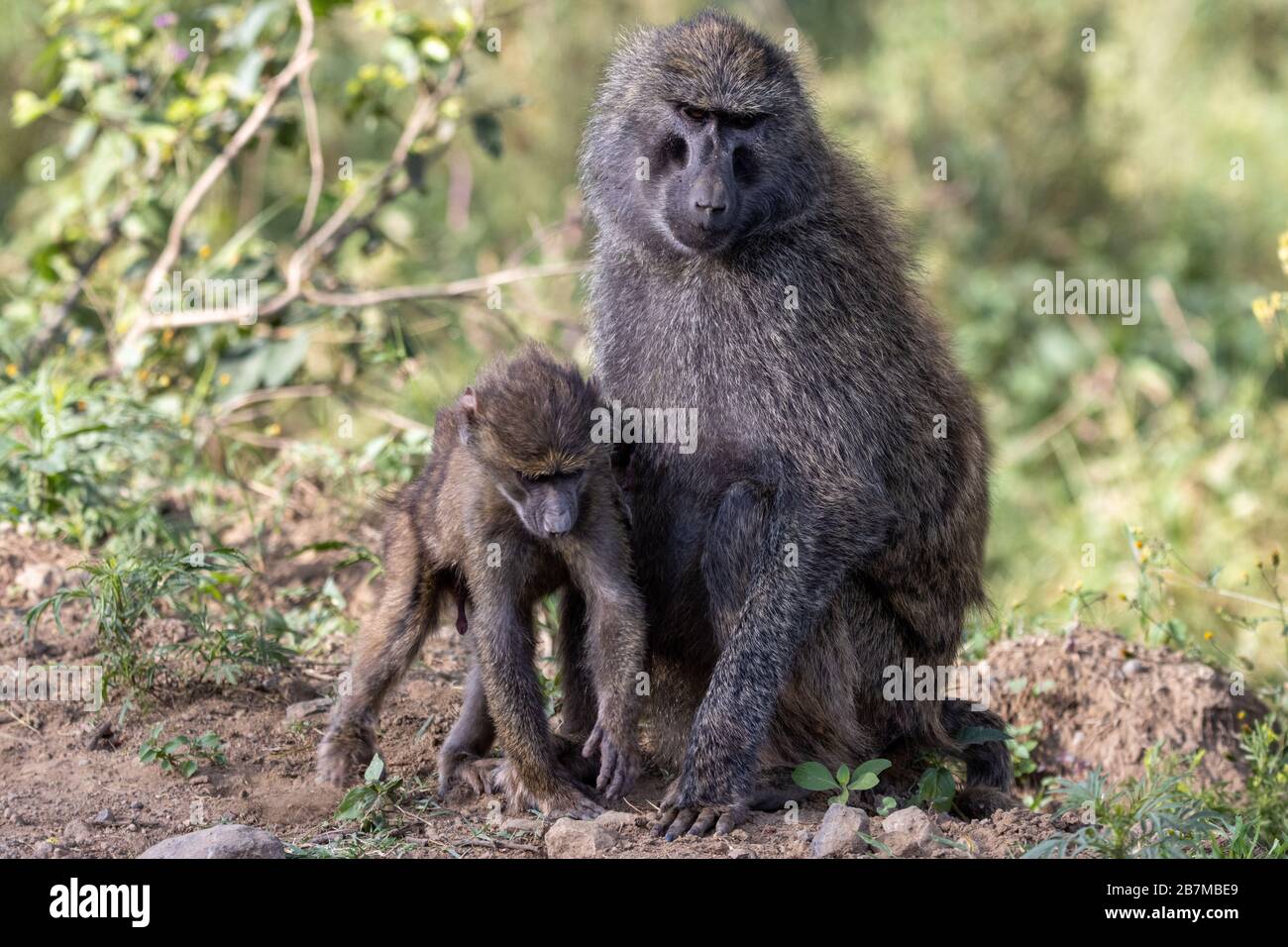 Baboon mother and baby trees hi-res stock photography and images - Alamy