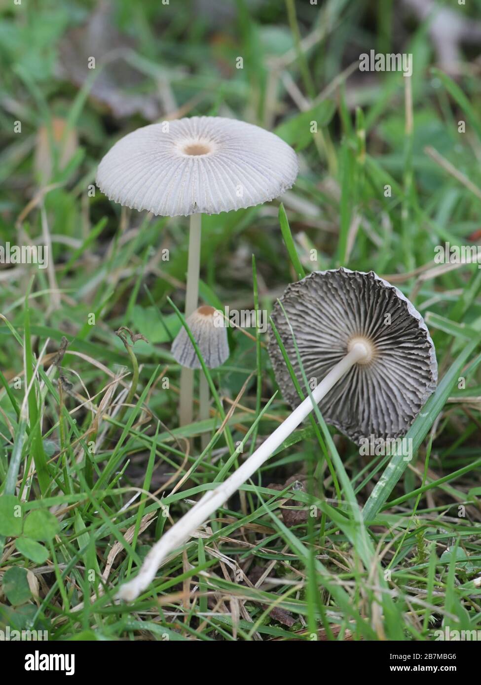 Parasola sp, inkcap mushroom from Finland Stock Photo - Alamy