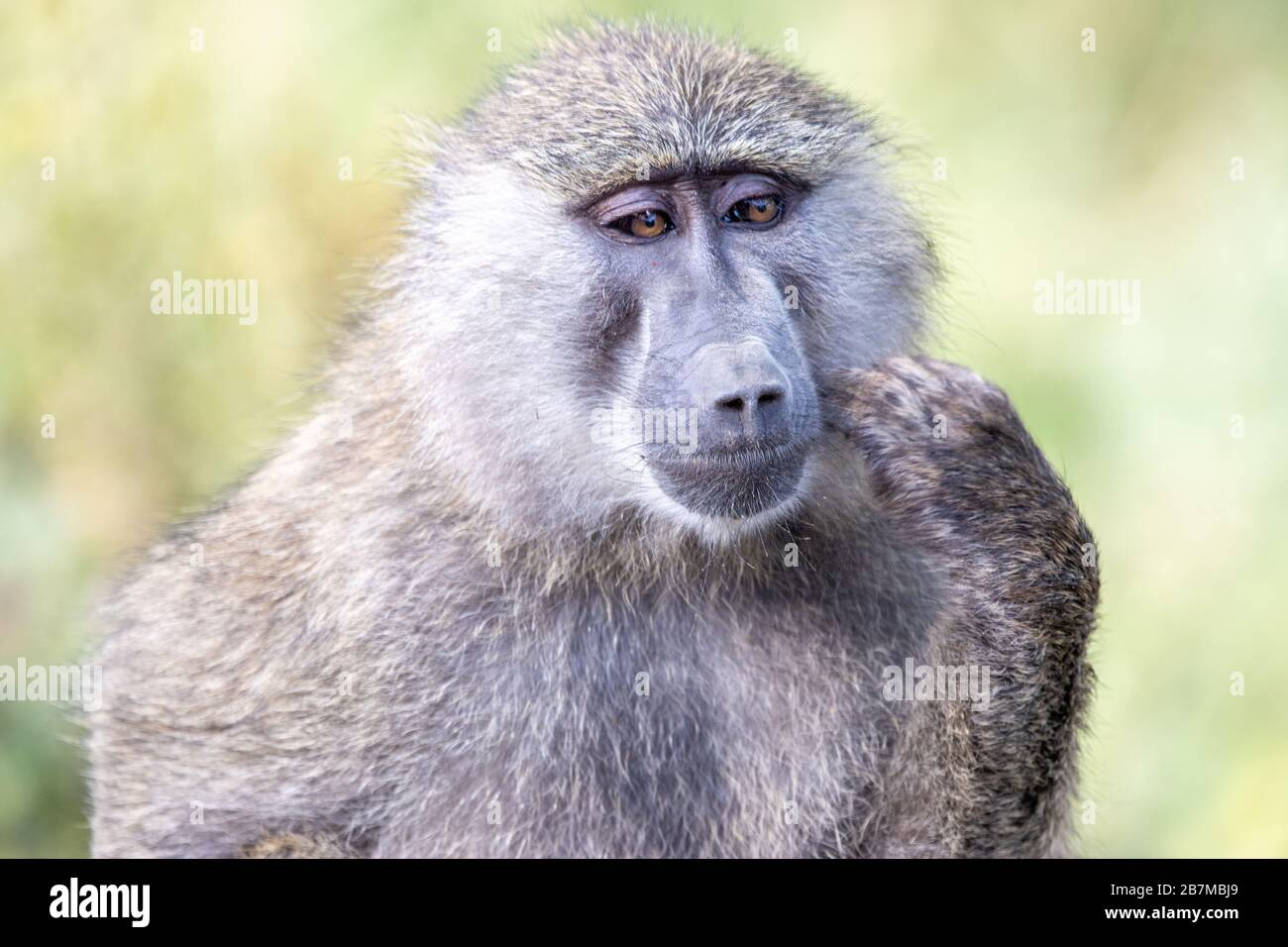 Monkeys Touching High Resolution Stock Photography and Images - Alamy