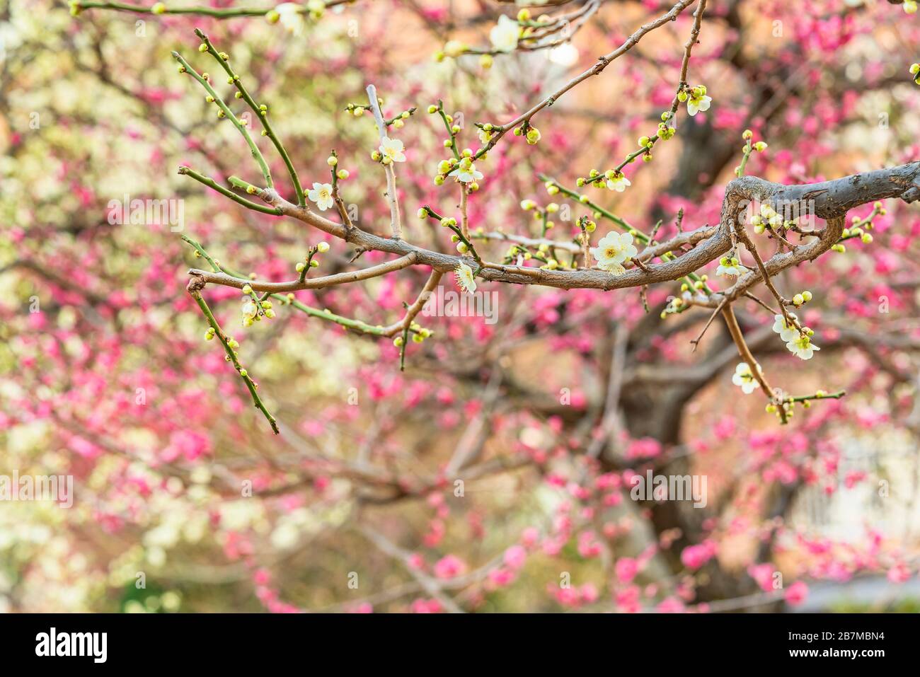 tokyo, japan - march 13 2020: Plum trees in bloom on a bokeh background ...