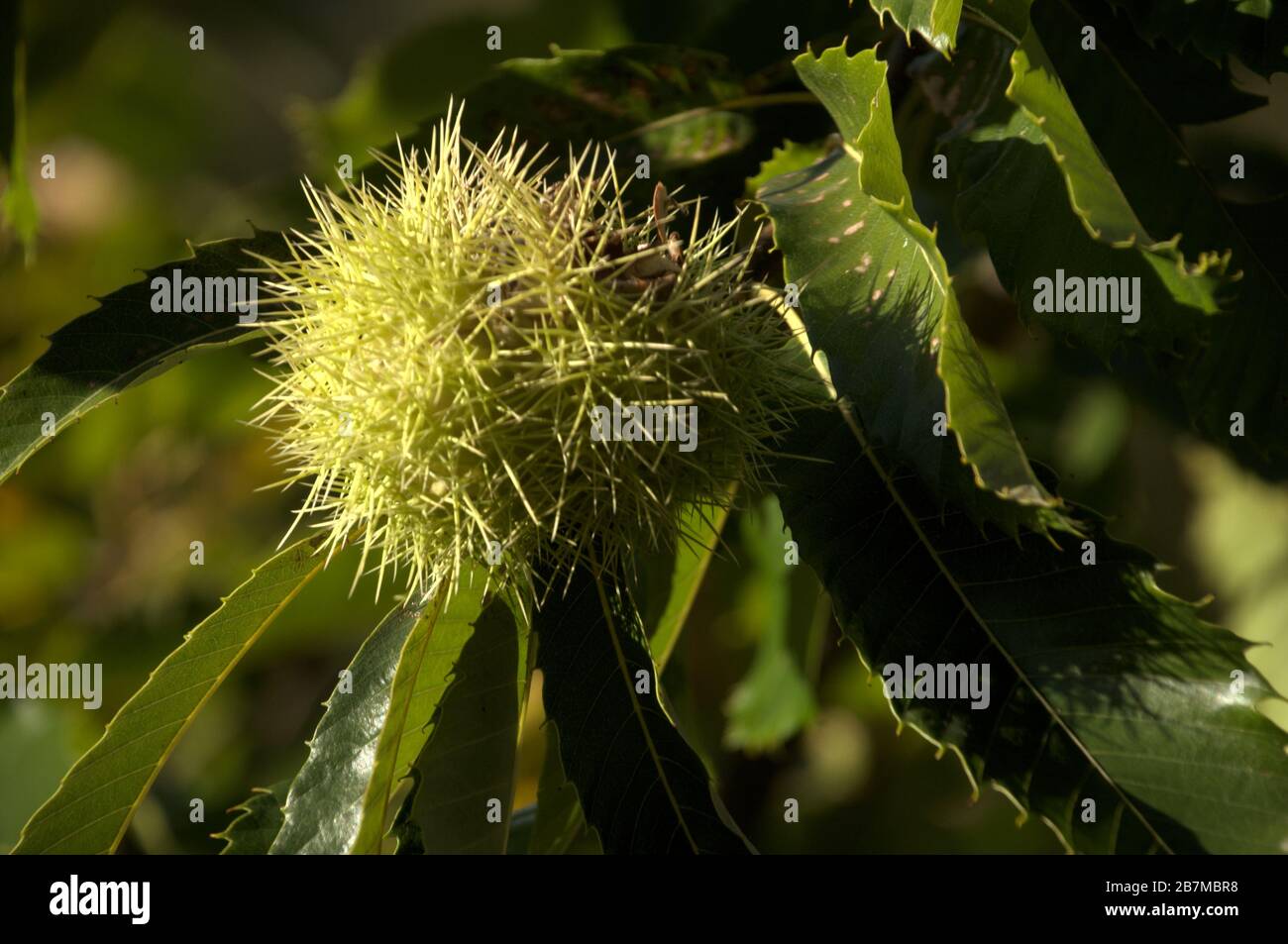Foliage and fruit of sweet chestnut in Swiss woodland Stock Photo - Alamy