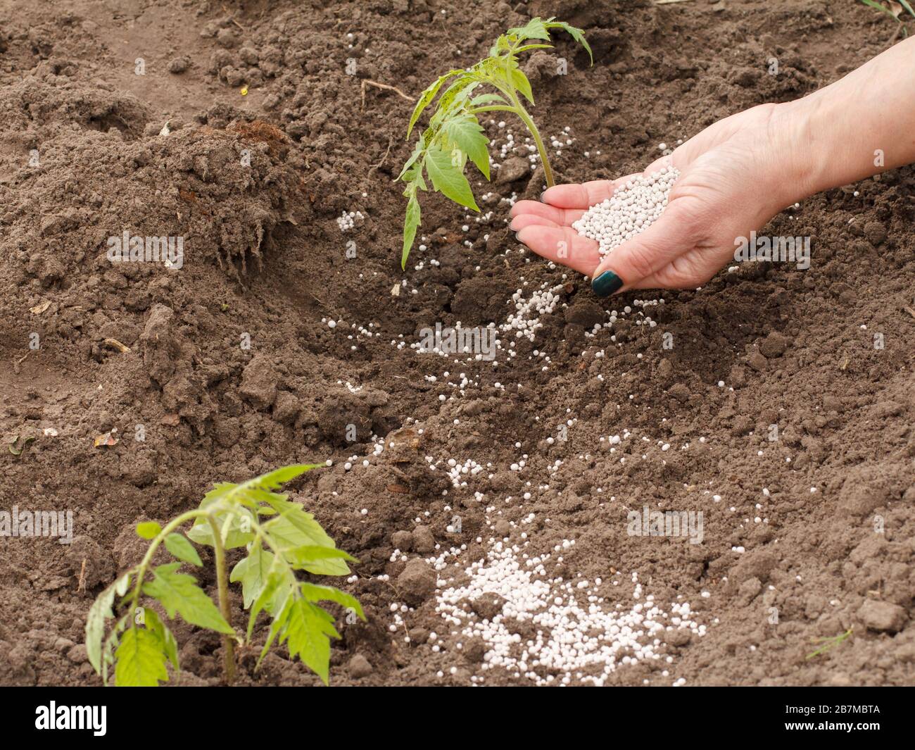 Female farmer is spreading chemical fertilizer to young tomato plant ...