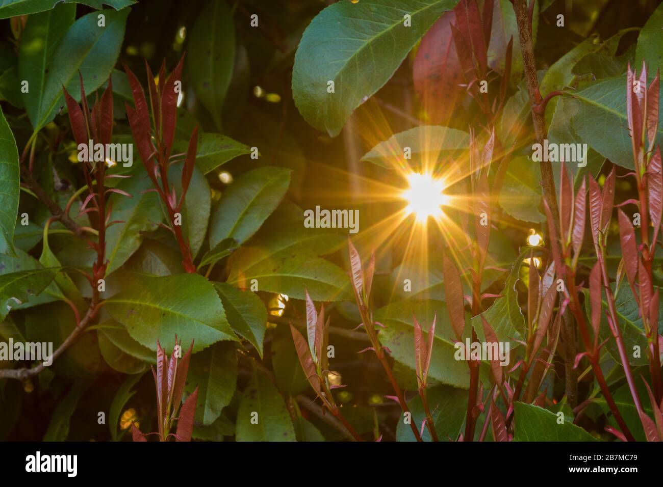 photinia plants in spring time, sunlight through the leaves Stock Photo ...