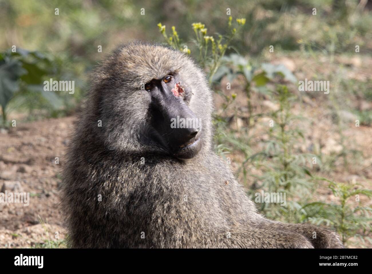 A baboon with a wound on its cheek, probably in a fight , portrait ...