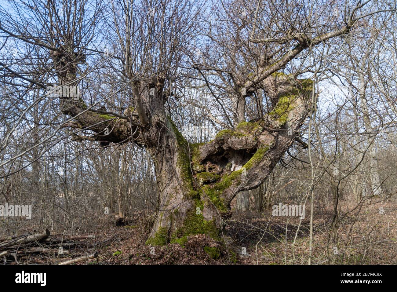 Halltorps hage nature reserve hi-res stock photography and images - Alamy