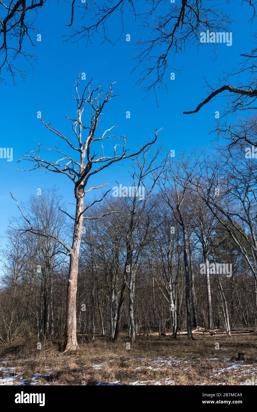 Standing dead oak tree in the swedish nature reserve Halltorps Hage ...