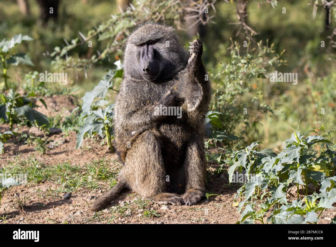 On baboon sitting on the ground on a nice sunny day itching his/her arm ...