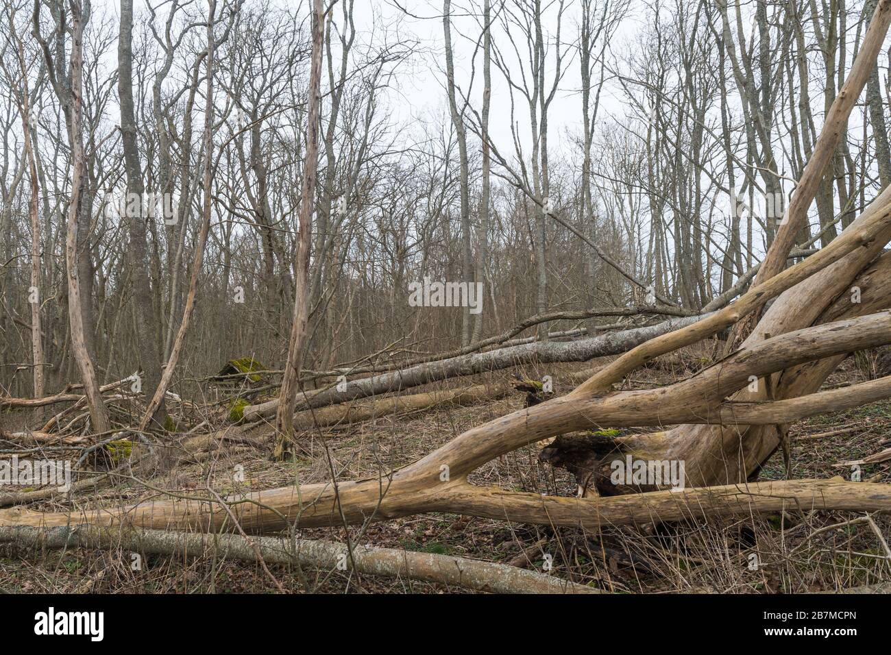 Damaged trees after a wind storm hi-res stock photography and images ...