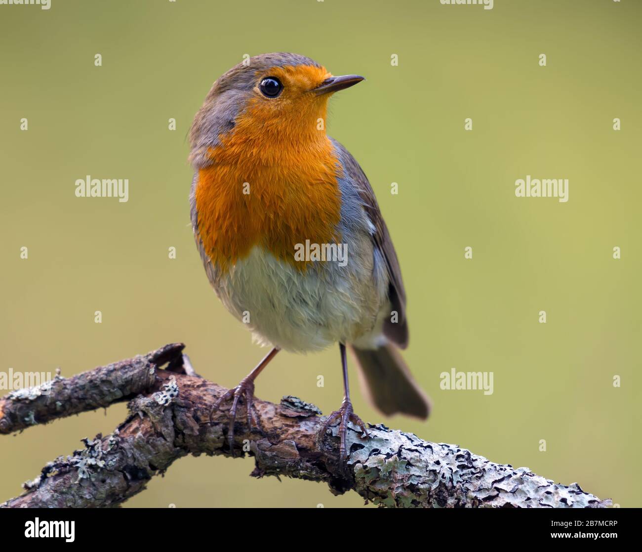 Adult European robin (erithacus rubecula) posing on a lichen perch with ...