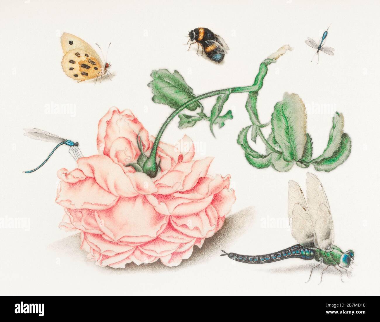 Five insects hi-res stock photography and images - Alamy