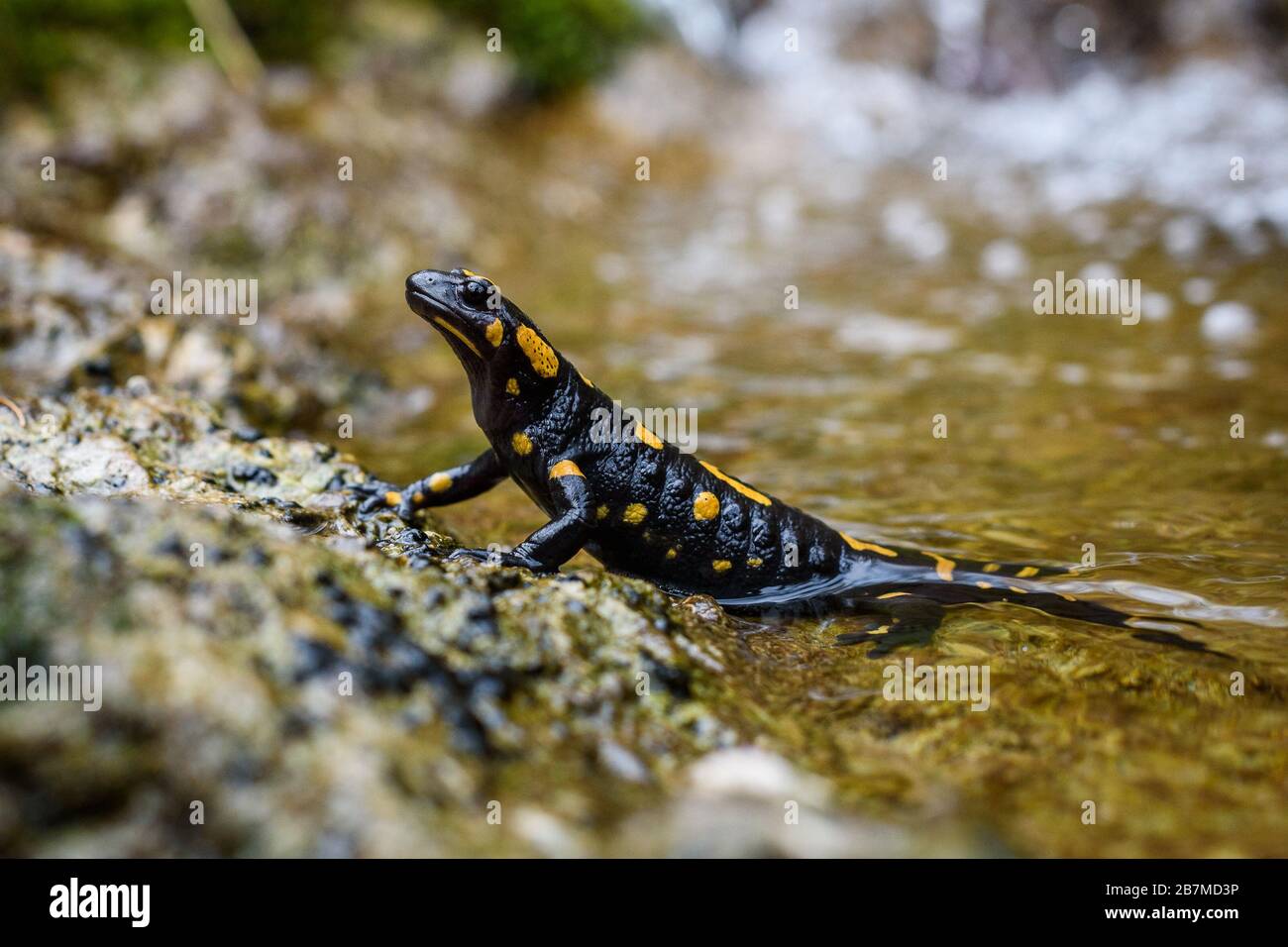 Habitat of the alpine salamander hi-res stock photography and images ...