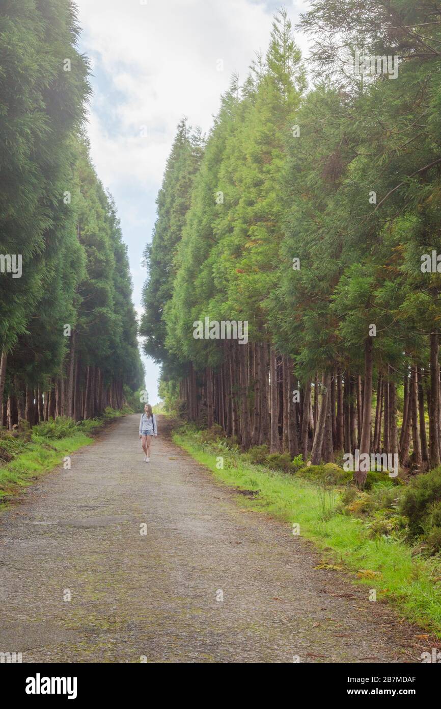 The road in the forest on the island of Terceira in Portuguese ...