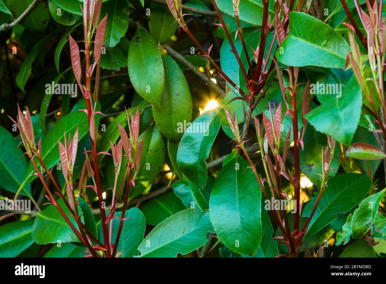 Photinia garden design hi-res stock photography and images - Alamy