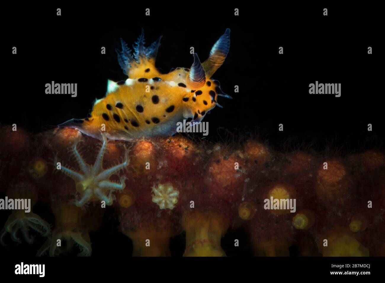 Polycera abei hi-res stock photography and images - Alamy