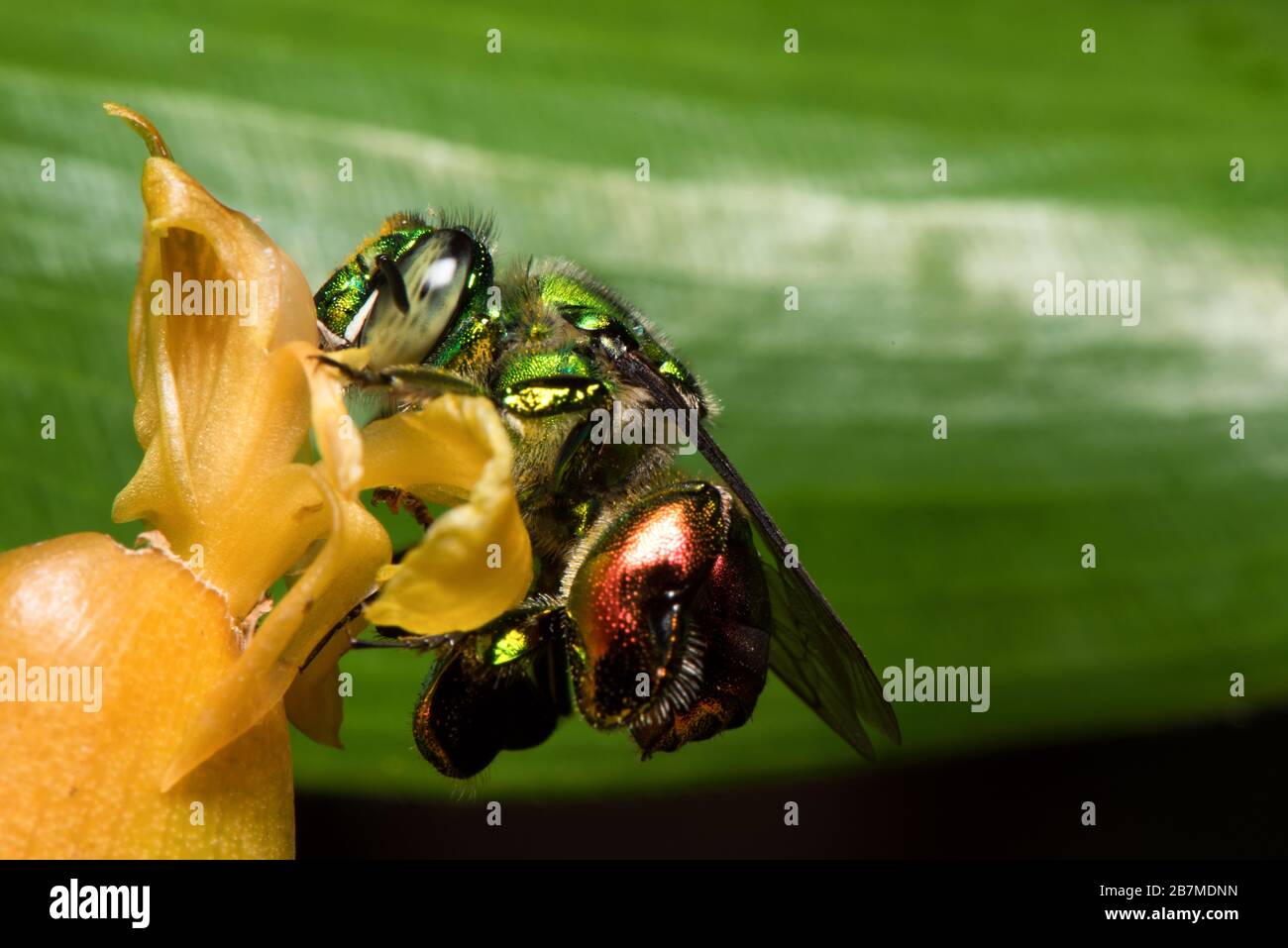 Exaerete hi-res stock photography and images - Alamy