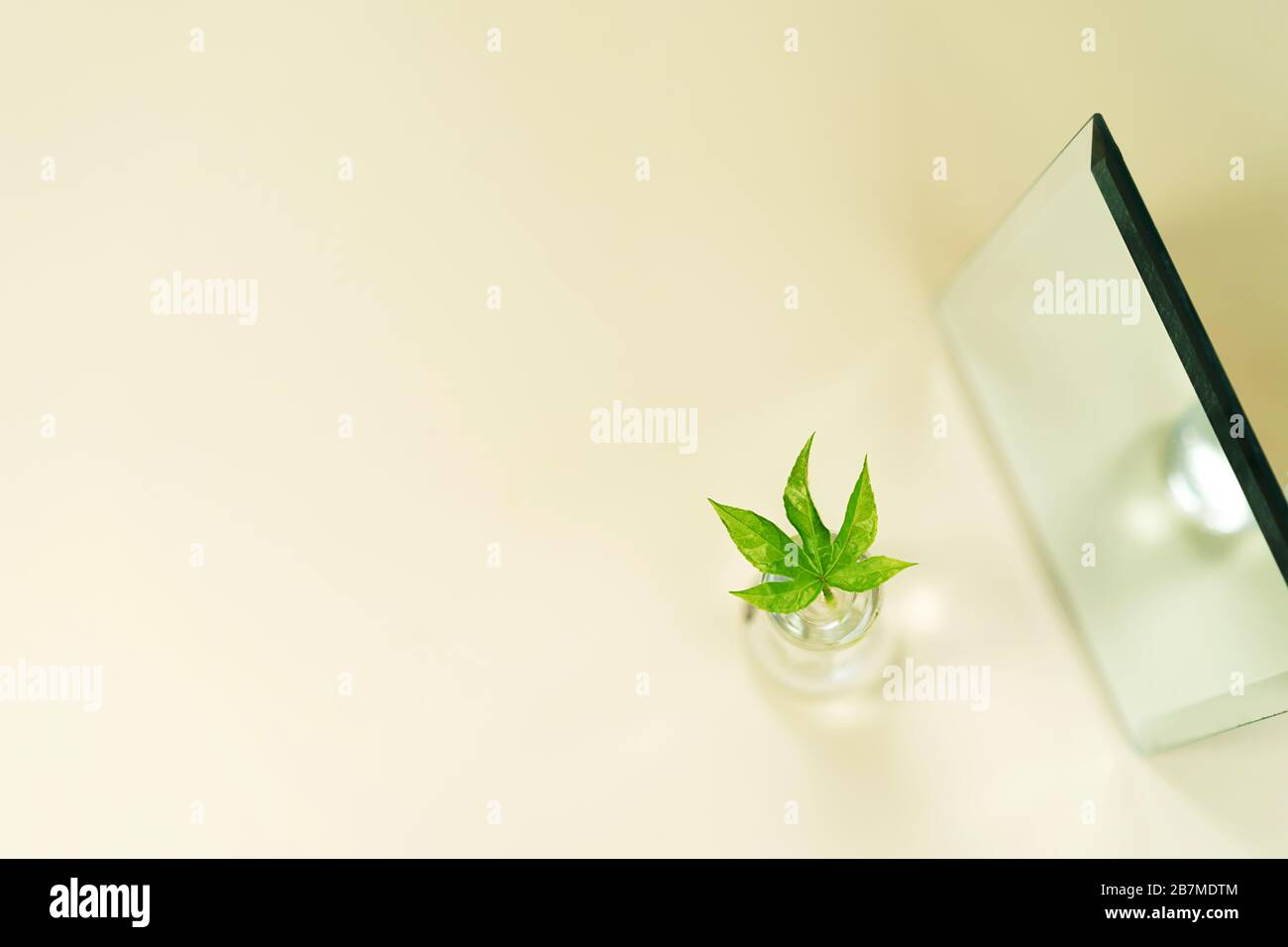Green nature background. Closeup view of green cannabis leaf and mirror ...