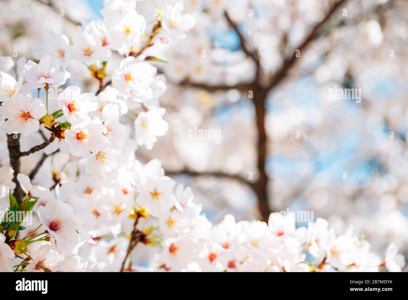 Spring cherry blossoms background Stock Photo - Alamy