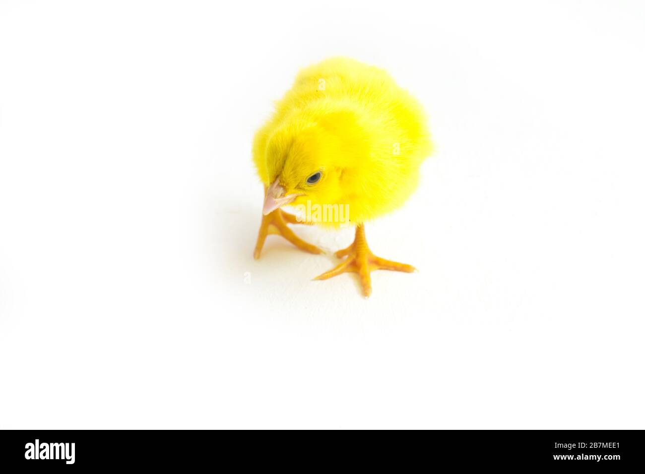 Small yellow chicken isolated on white background Stock Photo - Alamy