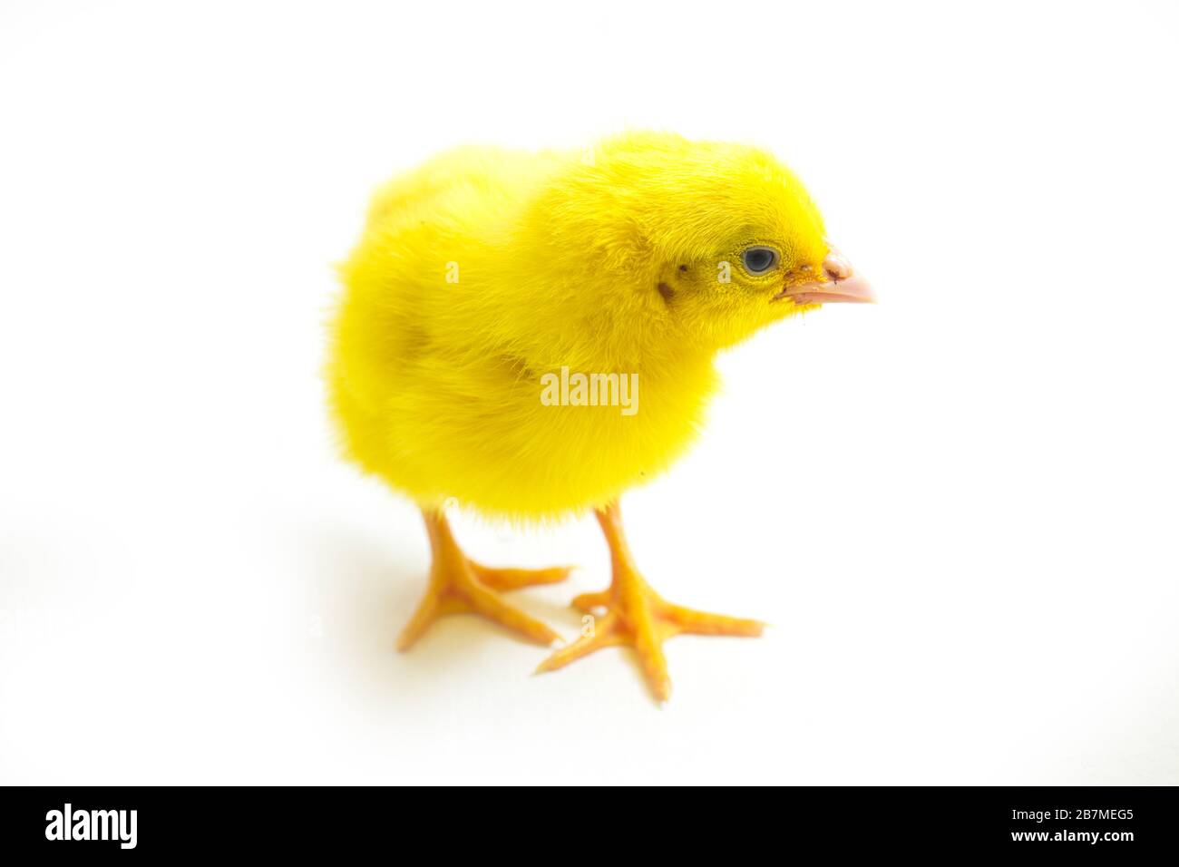 Small yellow chicken isolated on white background Stock Photo - Alamy