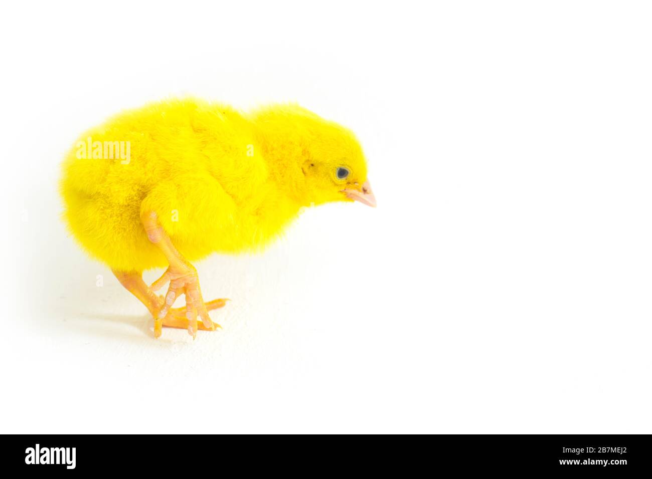 Small yellow chicken isolated on white background Stock Photo - Alamy