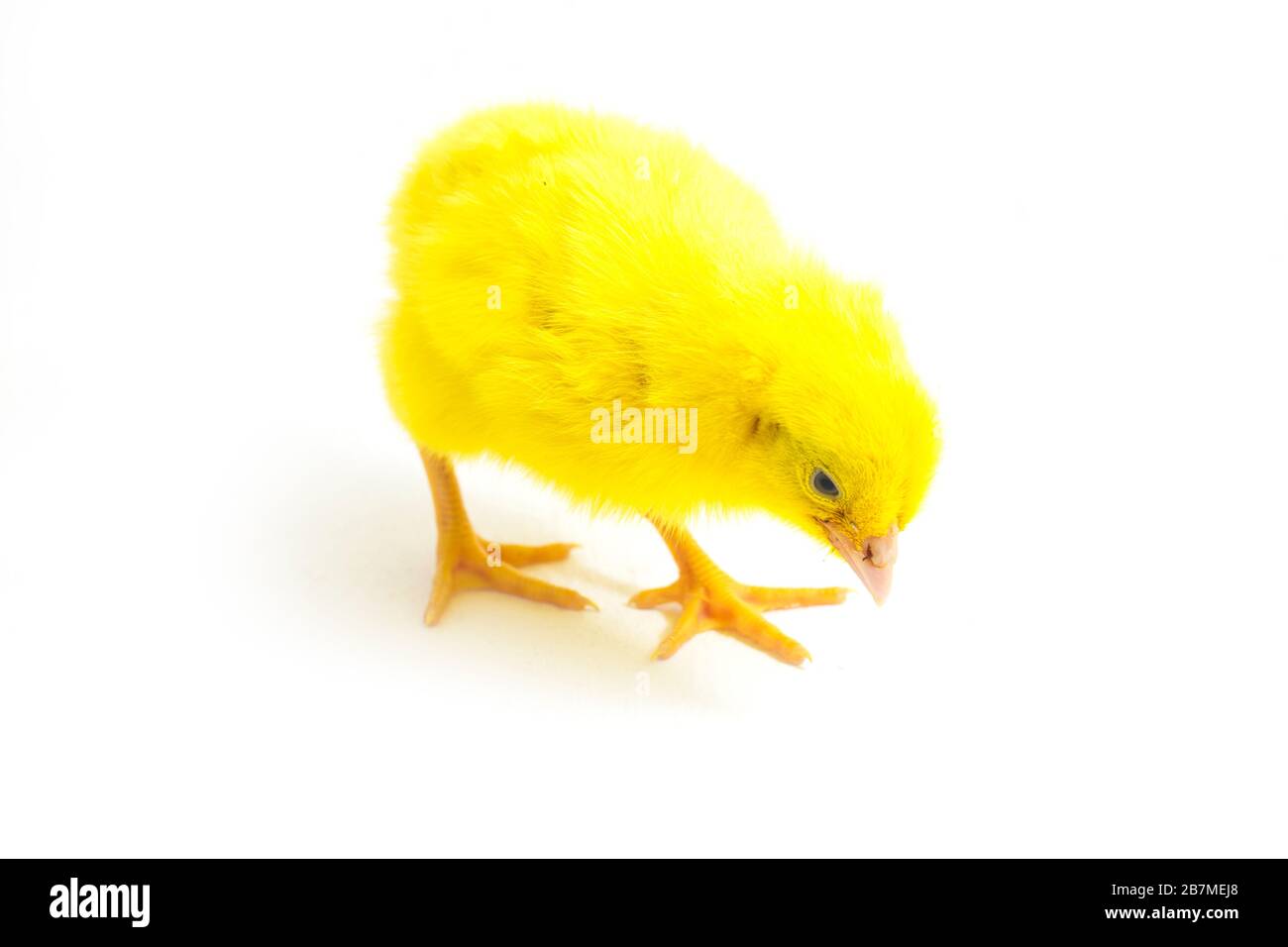 Small yellow chicken isolated on white background Stock Photo - Alamy