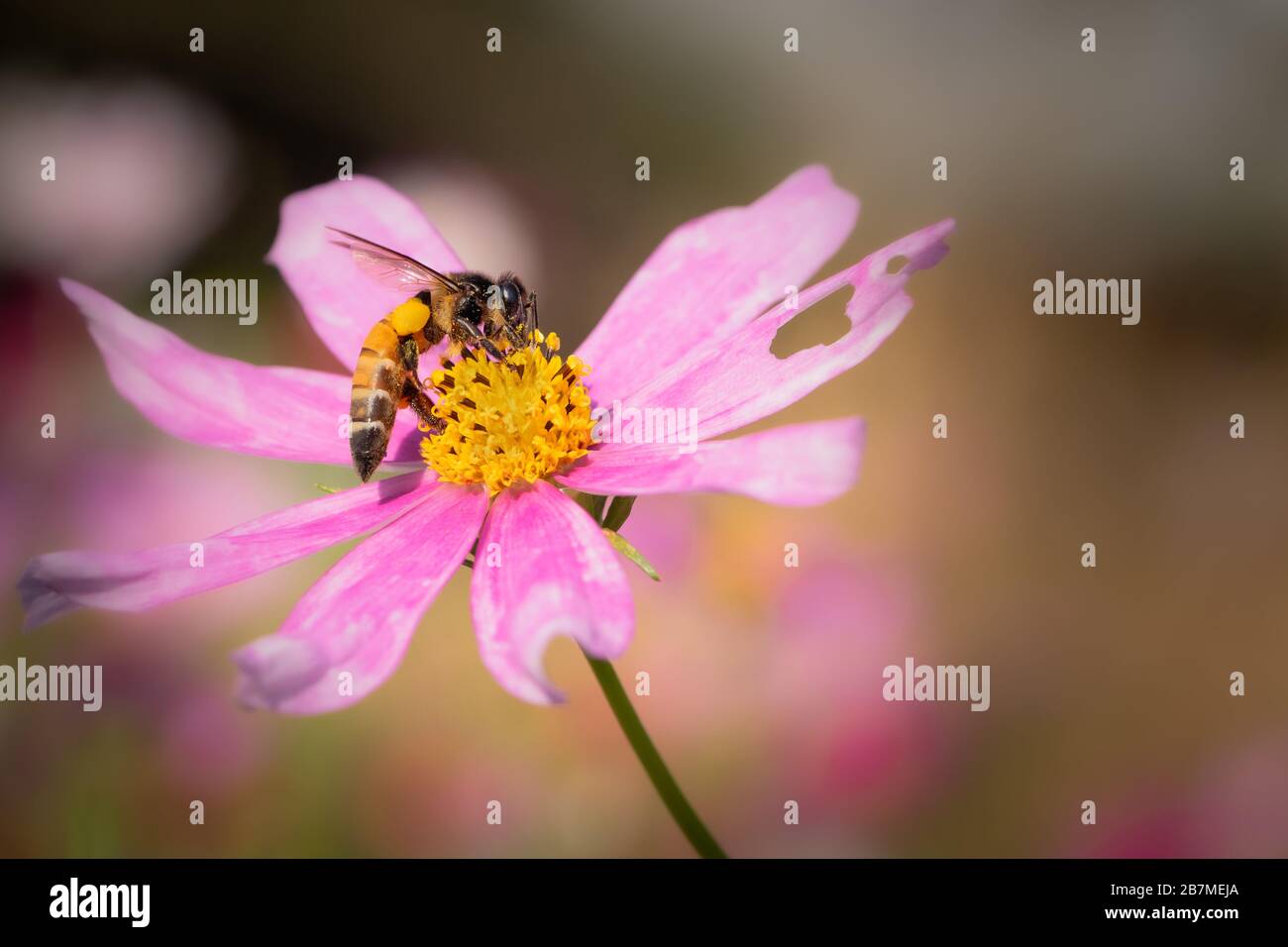 Flower lawn farm with nature hi-res stock photography and images - Alamy