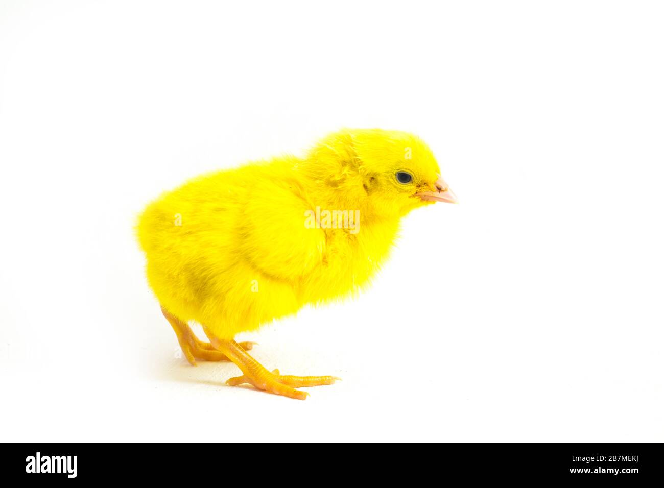 Small yellow chicken isolated on white background Stock Photo - Alamy