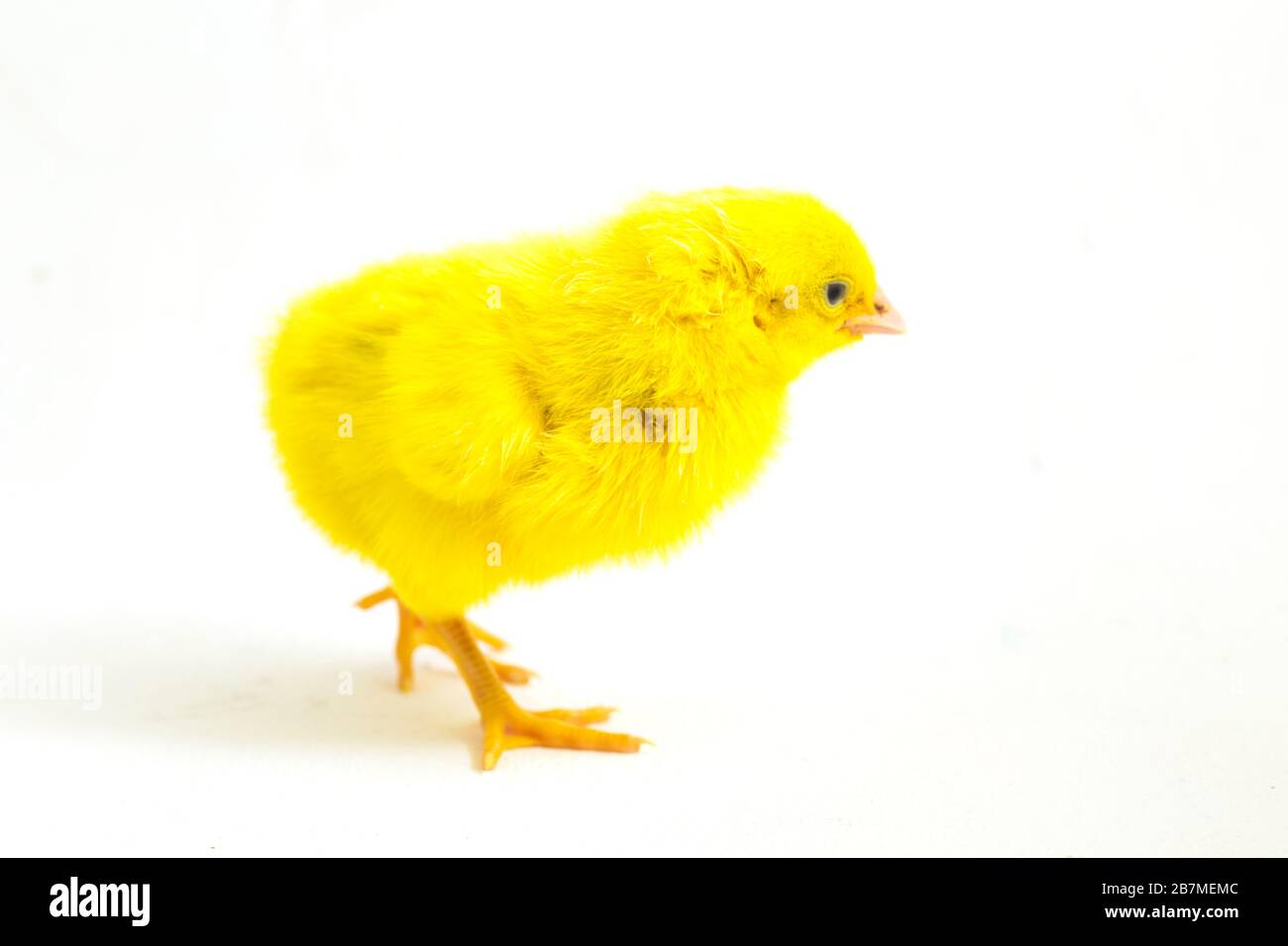 Small yellow chicken isolated on white background Stock Photo - Alamy