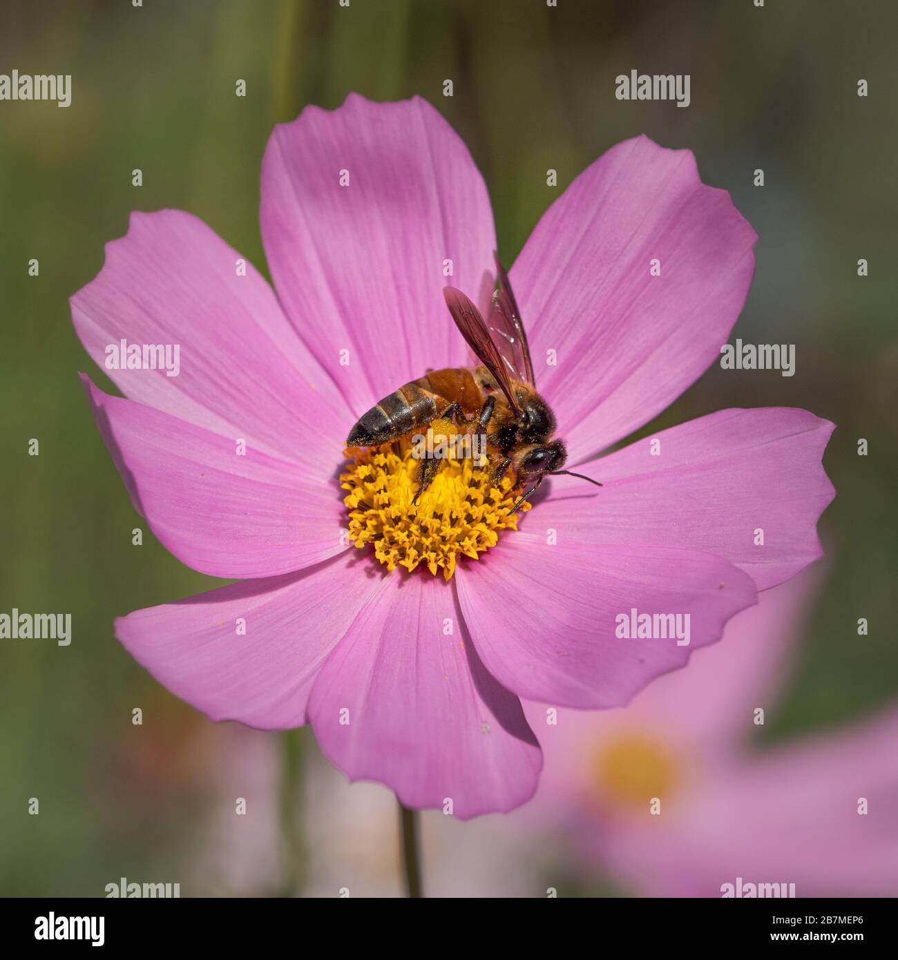 Daisy farm hi-res stock photography and images - Alamy