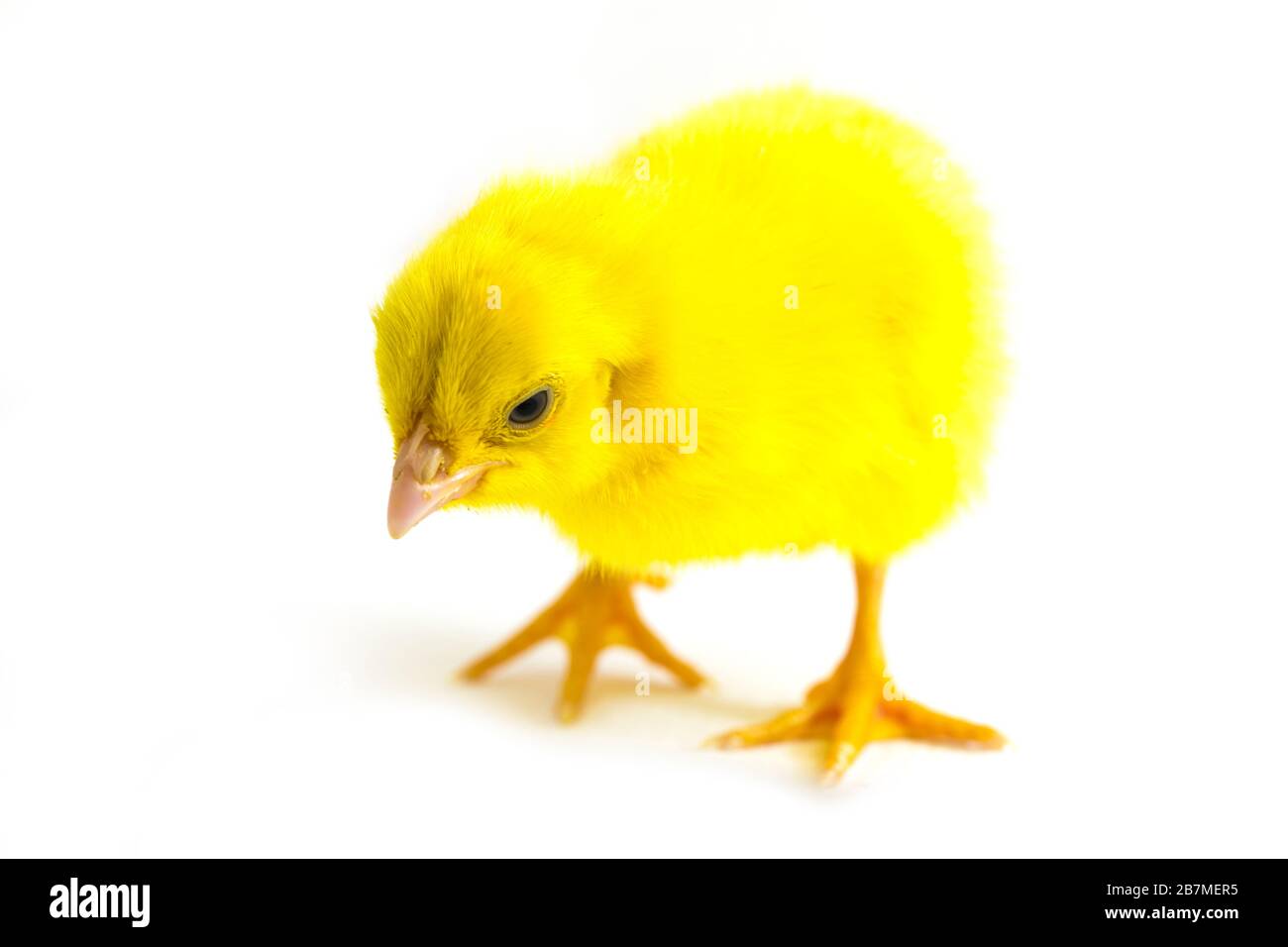 Small yellow chicken isolated on white background Stock Photo - Alamy