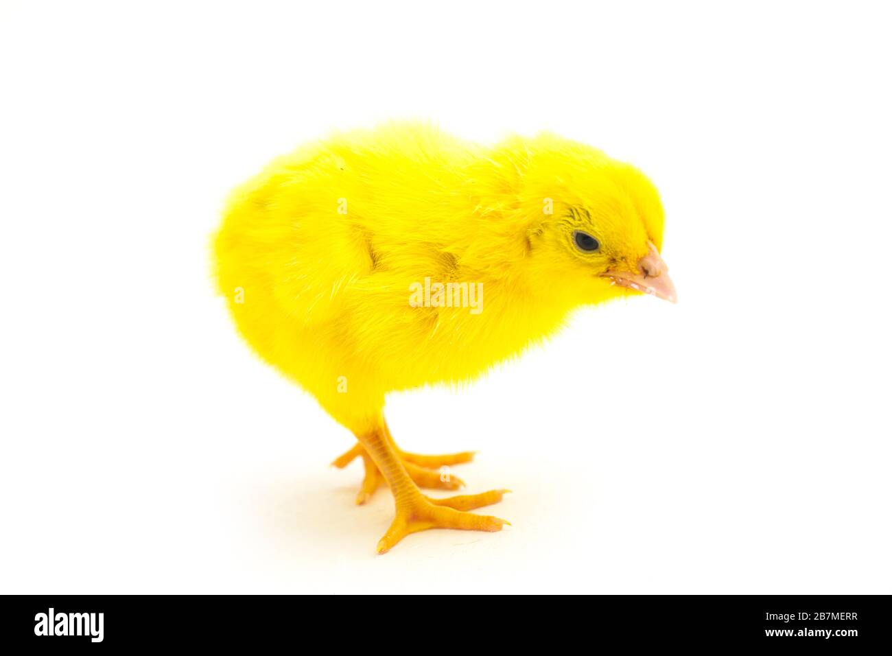 Small yellow chicken isolated on white background Stock Photo - Alamy